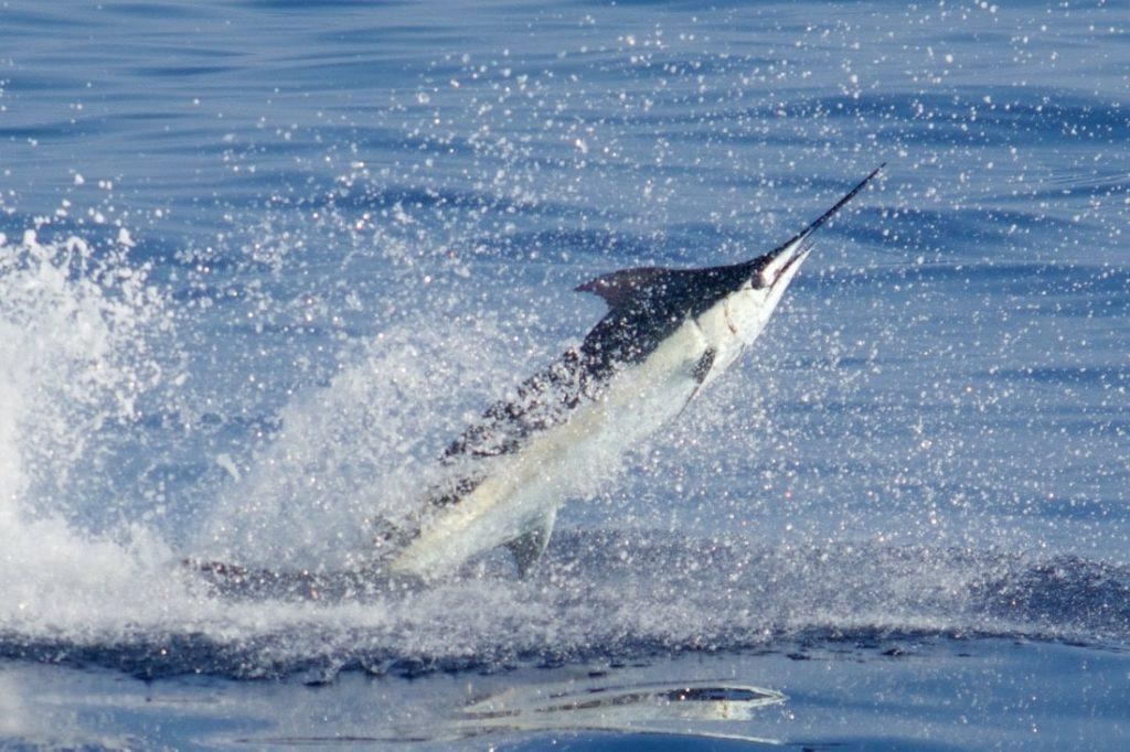 Free Disabled Fishing License in CA (2025 Guide) - Fishing Licence USA