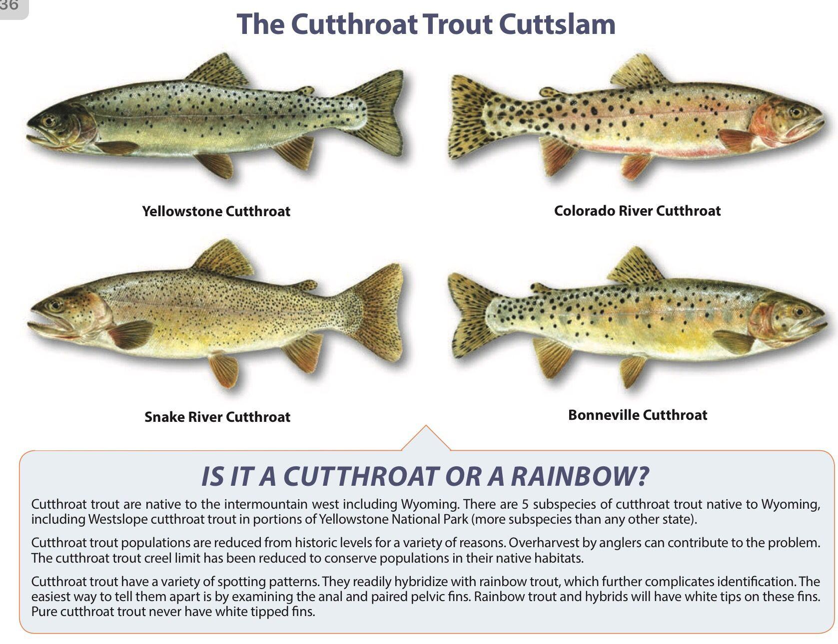 Get Your Canadian Fishing License: Step-by-Step Guide - Fishing Licence USA