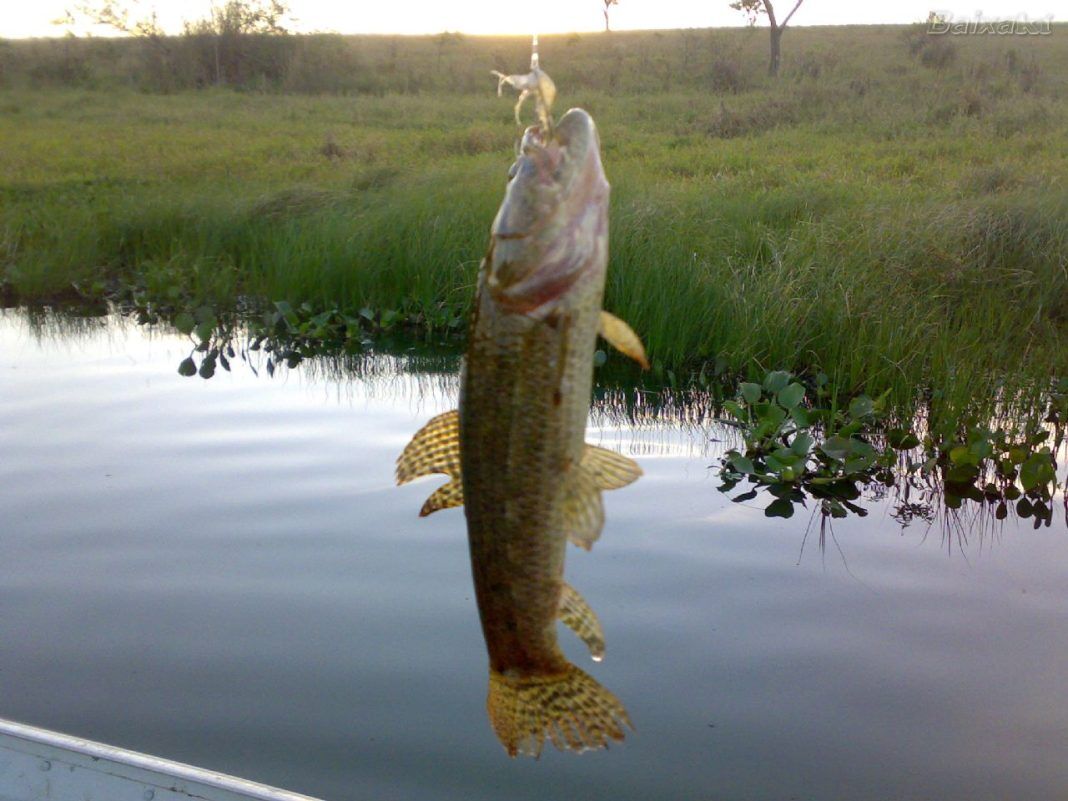 Step-By-Step Guide to Buy Youth Fishing License in AZ - Fishing Licence USA