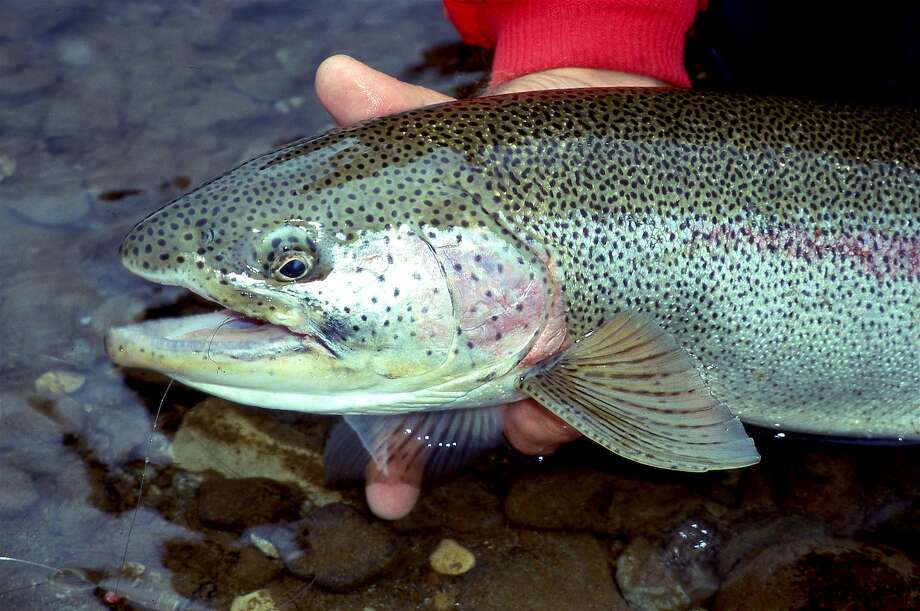 Commonly Asked Questions About Fishing Licenses in the USA - Fishing ...