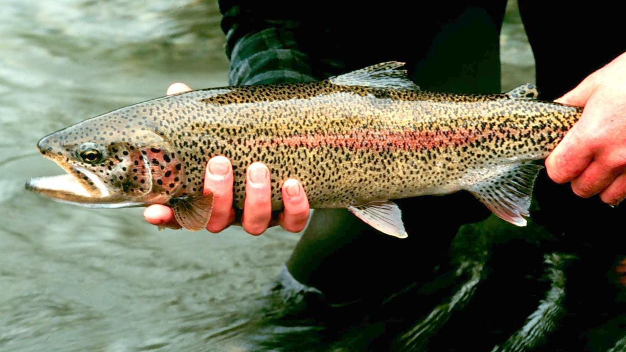 Get Your Nevada Fishing License on Your Smartphone: Step-by-Step Guide ...