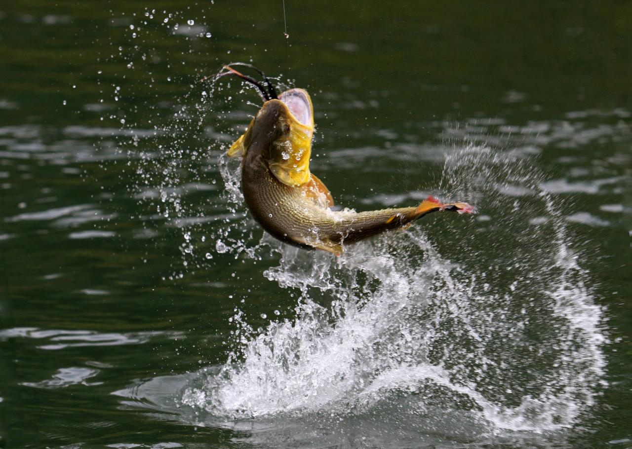 Out-of-State Fishing License in Alabama: What You Need to Know ...