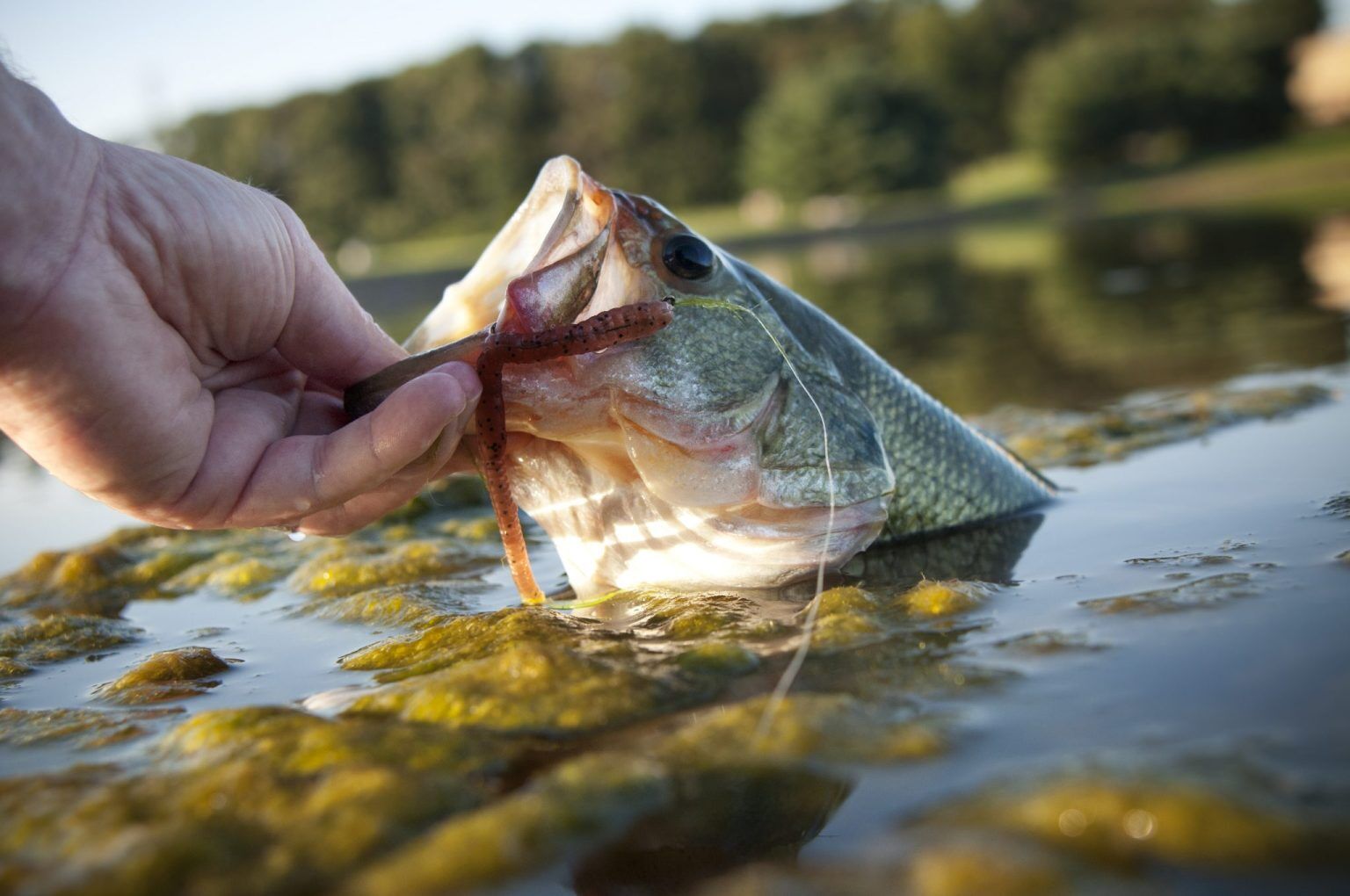 Senior Fishing License in MN: All You Need to Know - Fishing Licence USA
